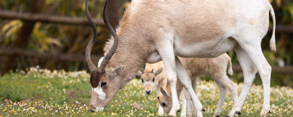 New babies add hope to the critically endangered addax - Safari West