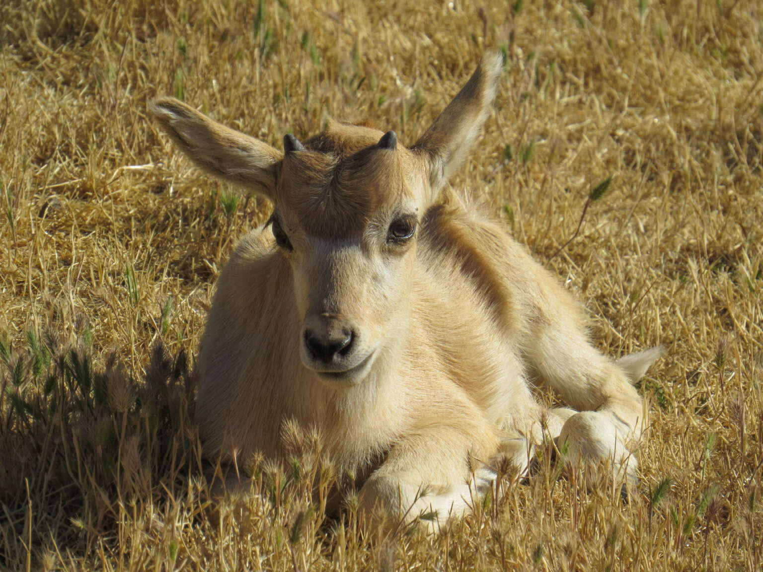 Addax - Safari West