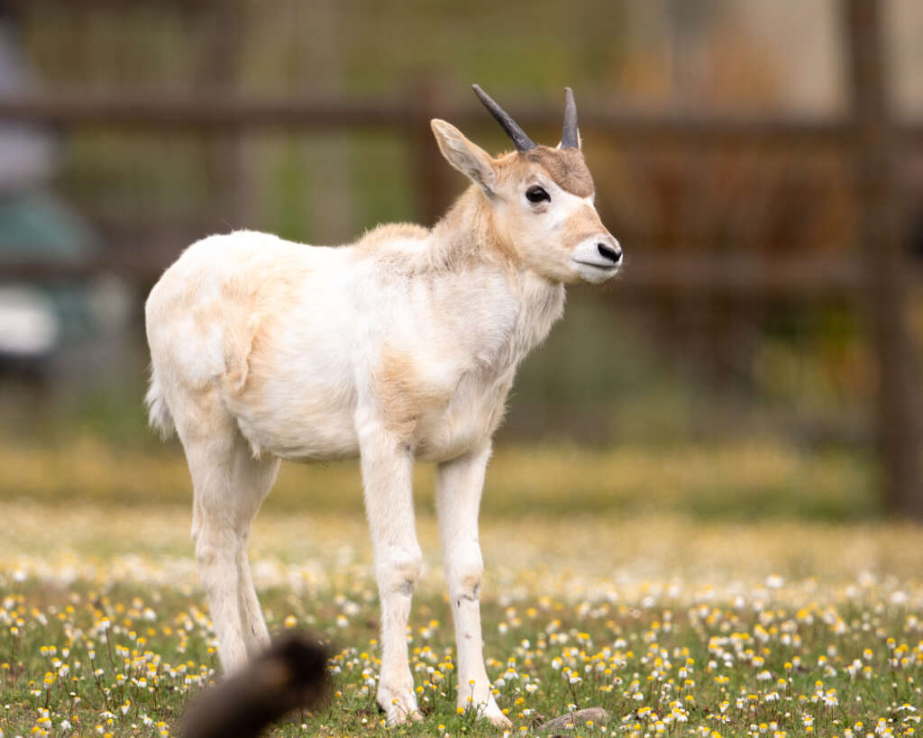 Addax - Safari West