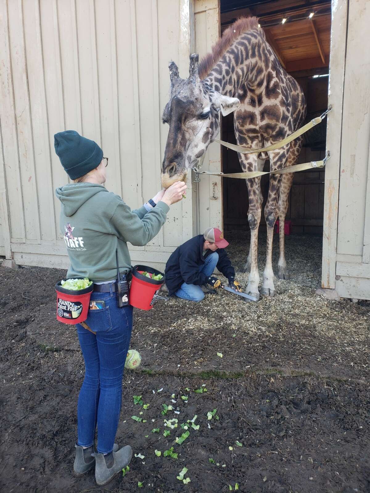 Animal Caregiver Ellie Gressman attends Giraffe Care Workshop - Safari West