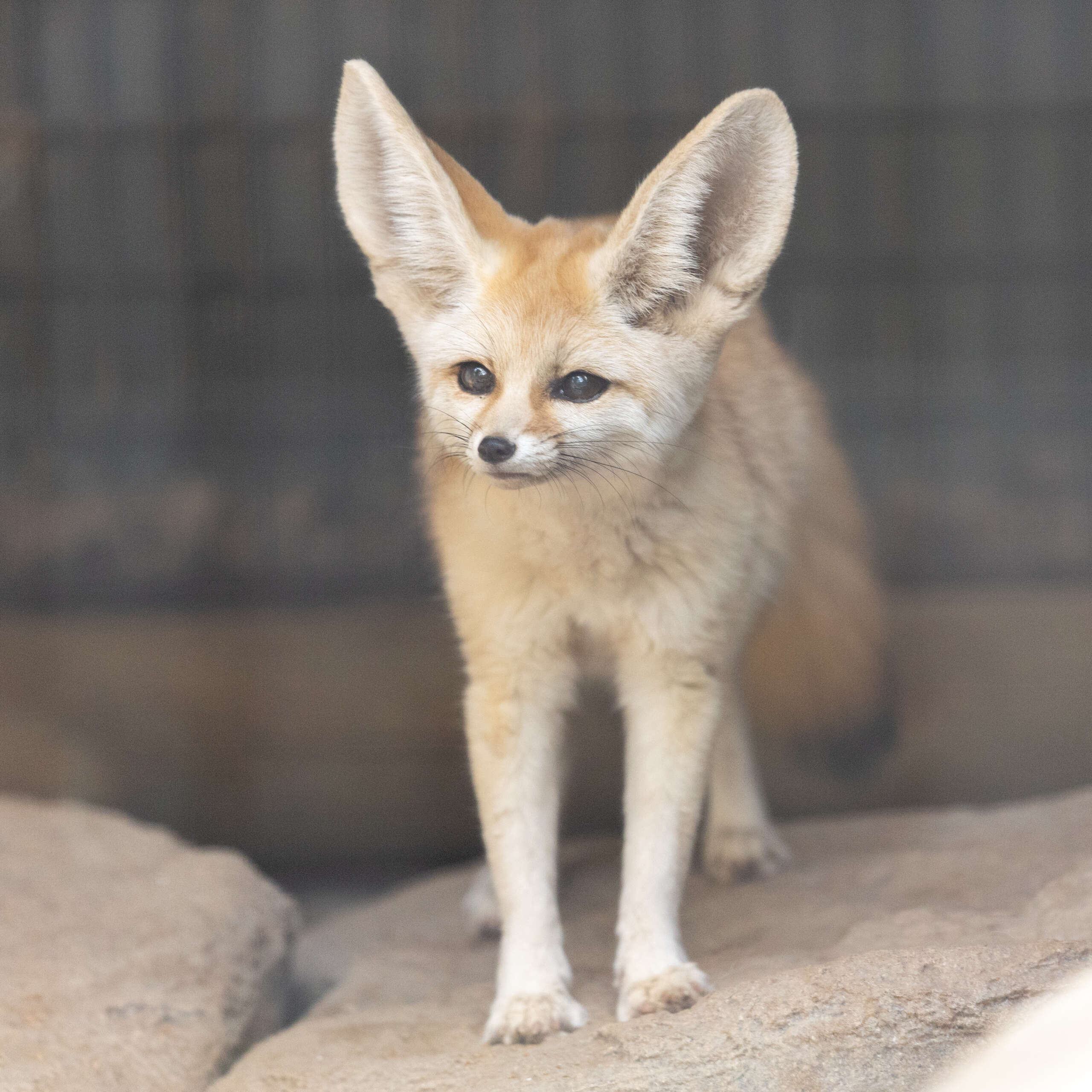 Fennec Fox 1 - Safari West