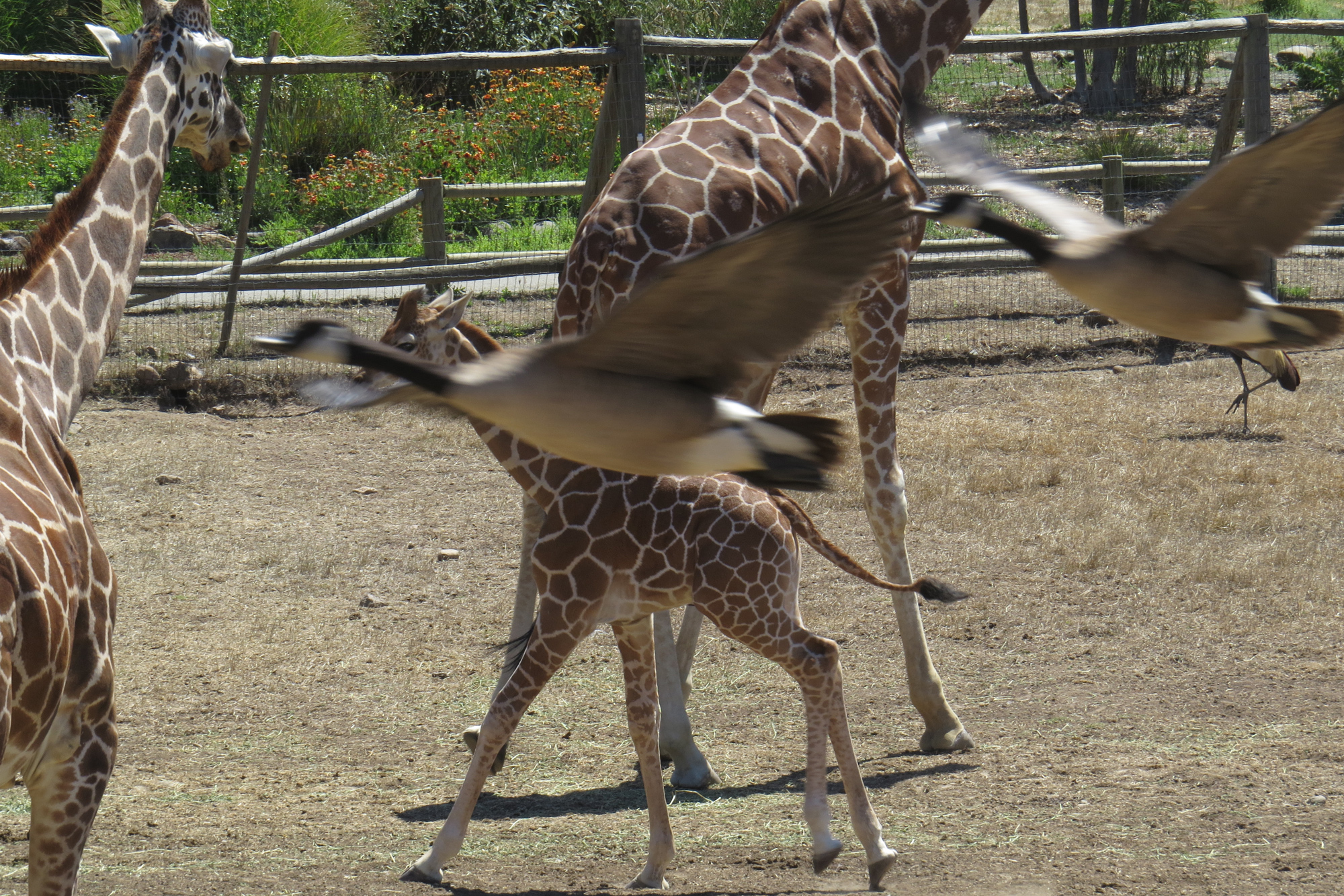 Canada Goose: Friend or Foe? - Safari West