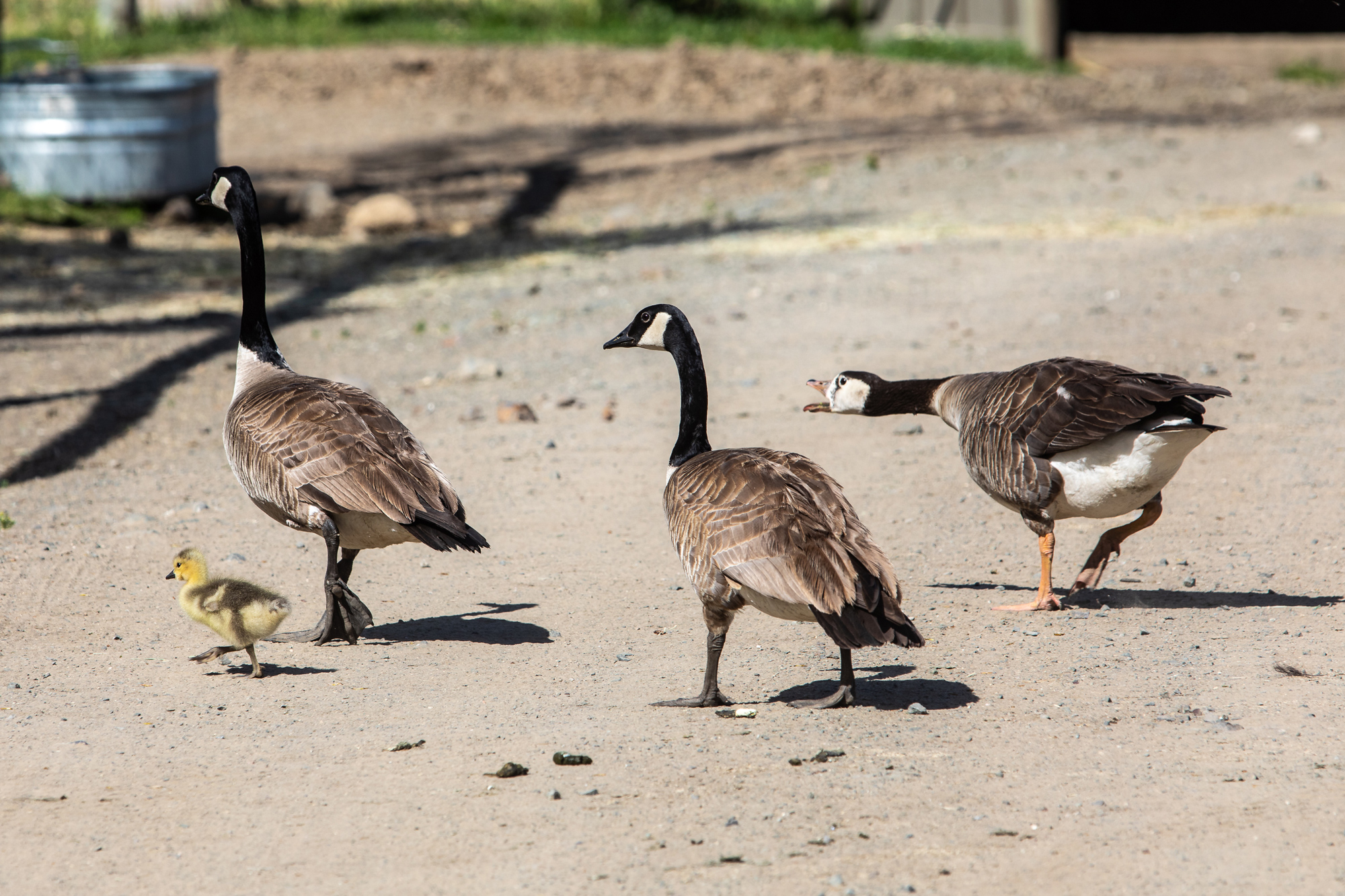 Canada Goose: Friend or Foe? - Safari West