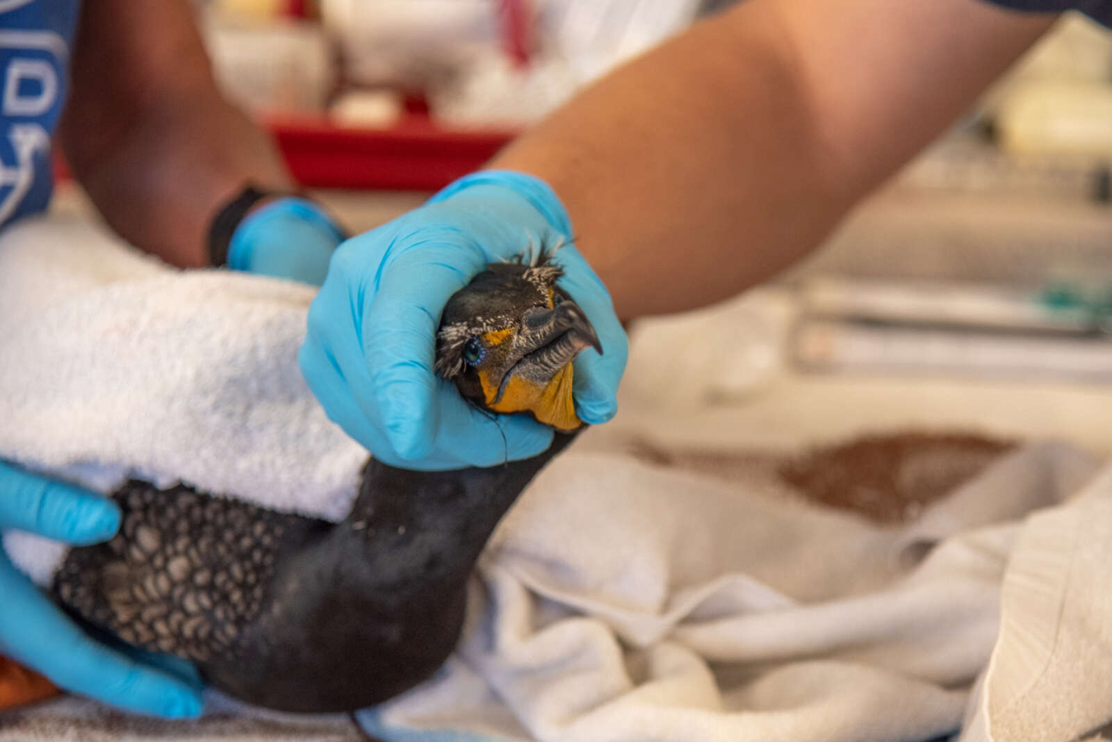 Community Shoutout: International Bird Rescue - Safari West