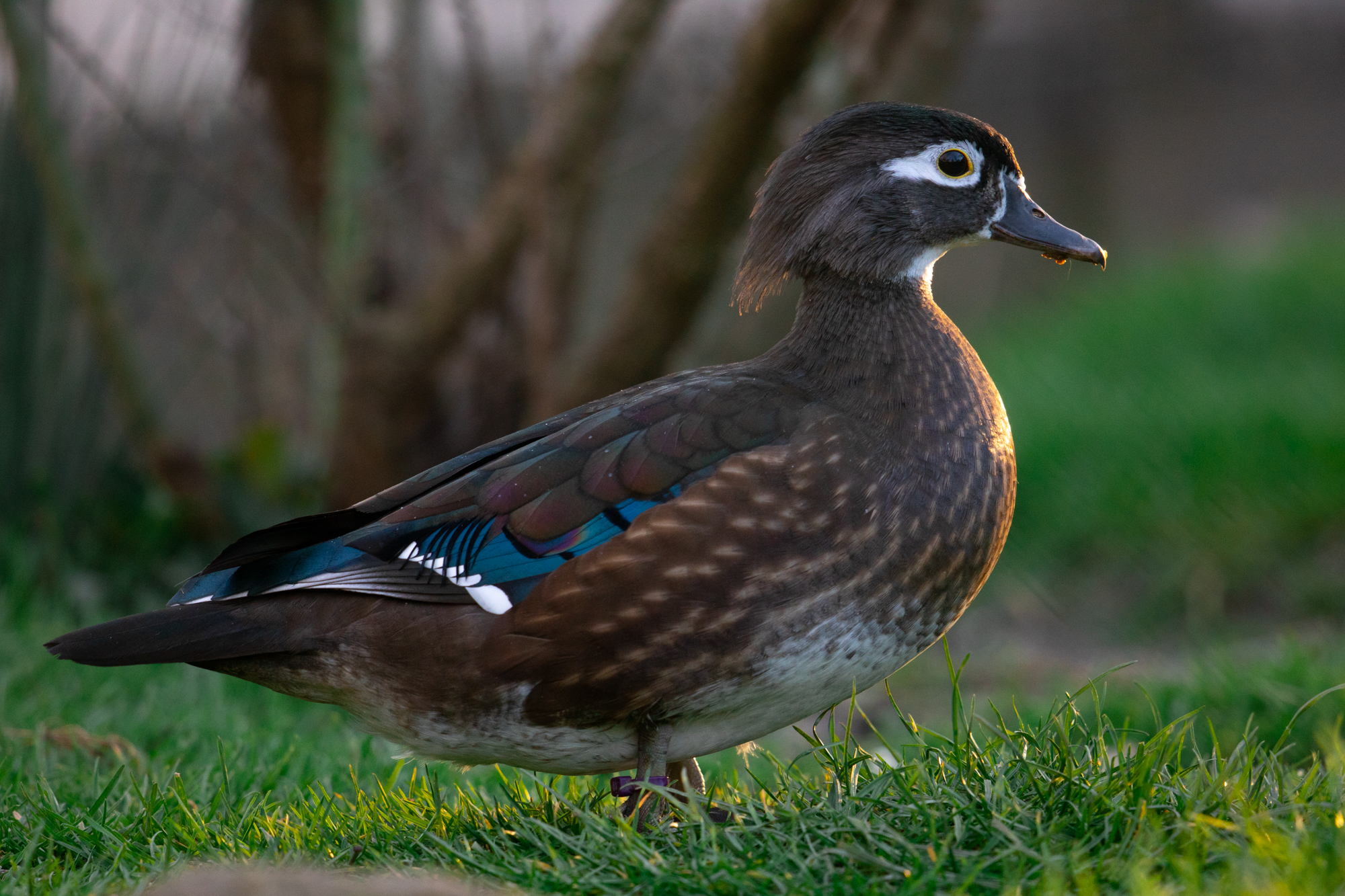 Duck, Wood - Safari West