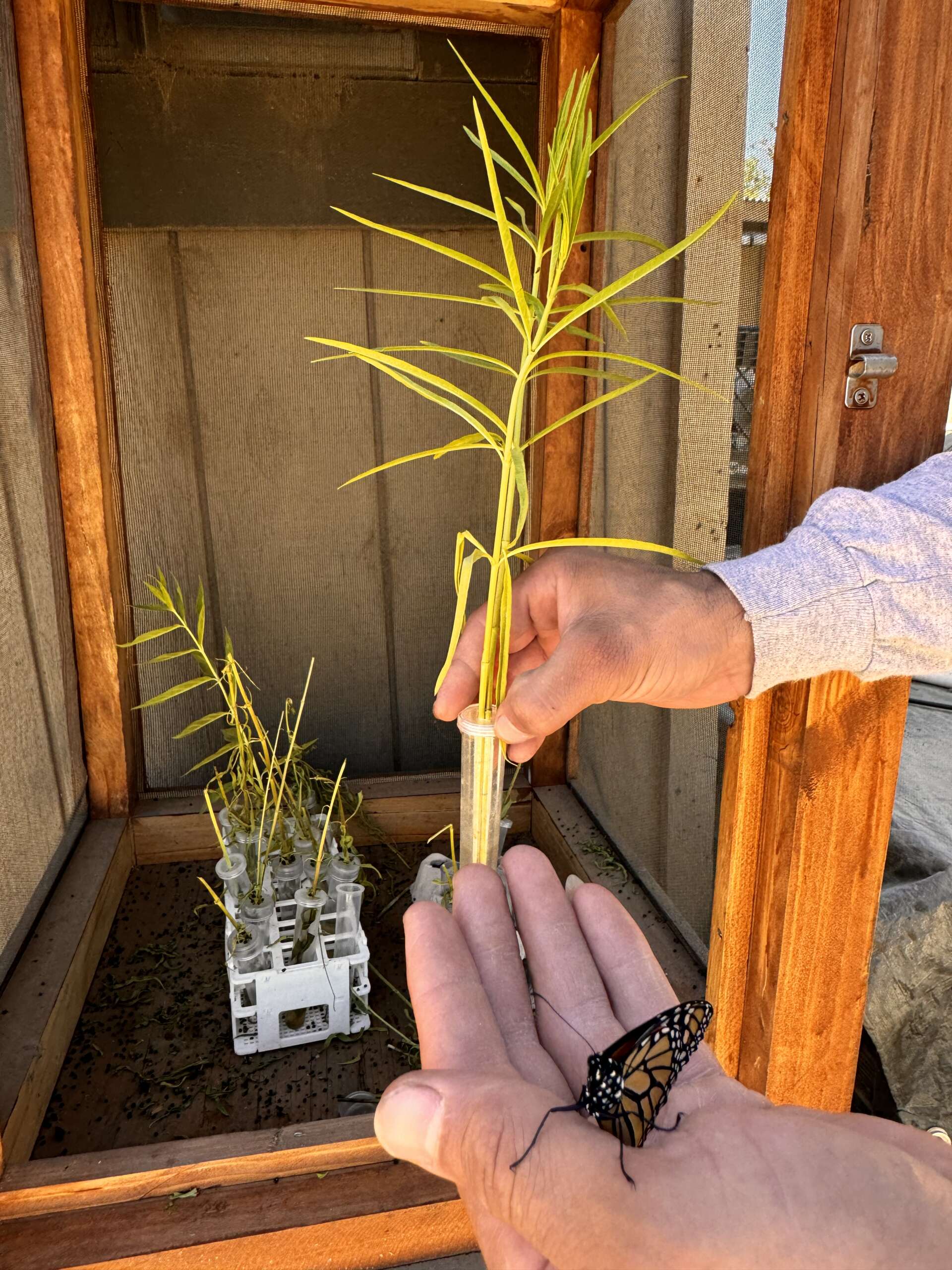 Monarch Butterflies at Safari West - Safari West