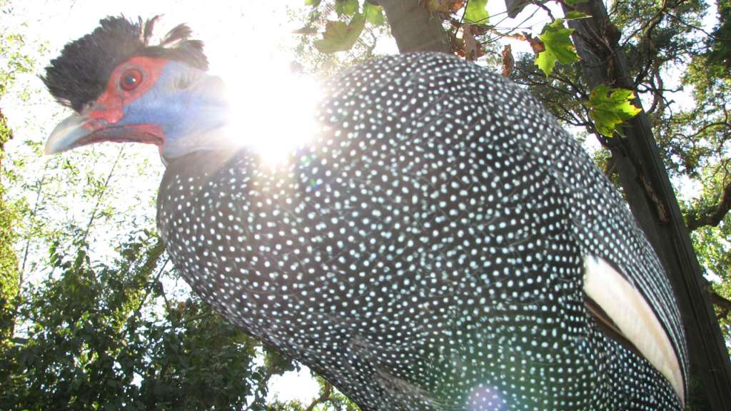 Safari Spotlight: So Many Guineafowl! - Safari West