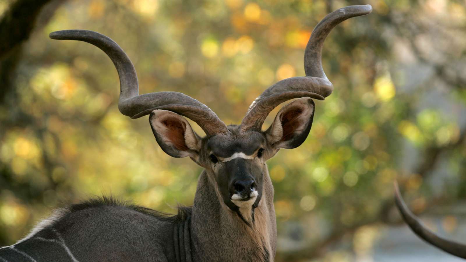Greater Kudu - Safari West