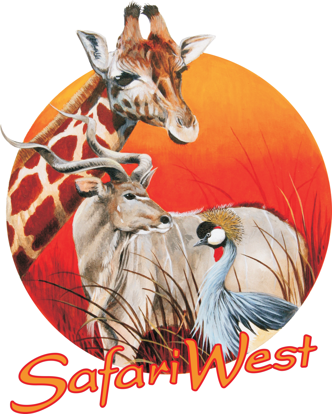 Junglefowl, Red - Safari West