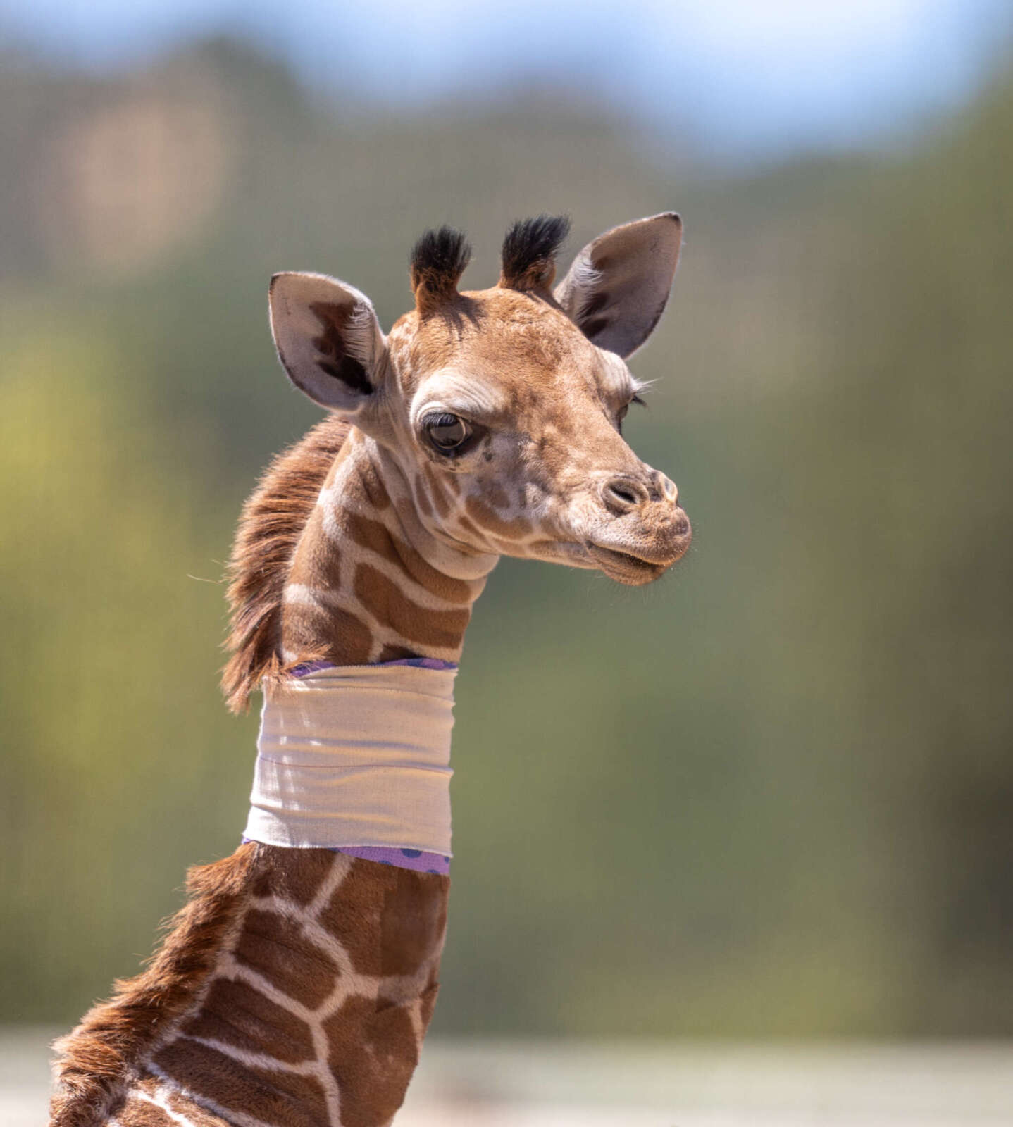 Safari West's Heroic Effort Saves Critically Ill Newborn Giraffe ...