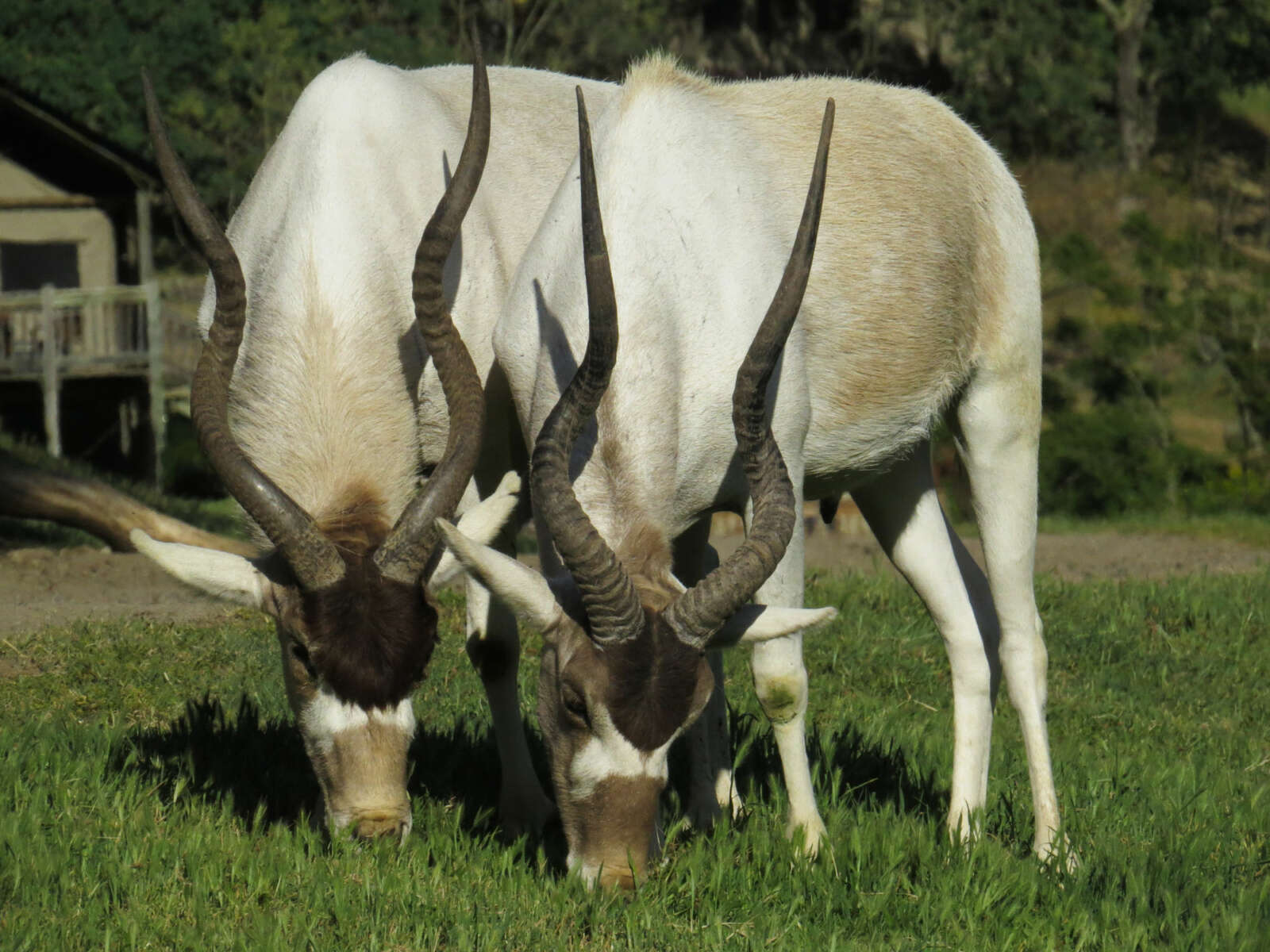New babies add hope to the critically endangered addax - Safari West