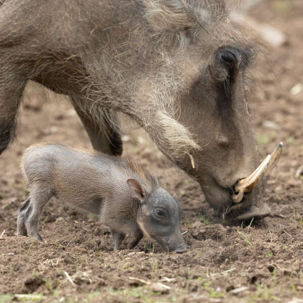 Hog Wild for Hoglets! - Safari West