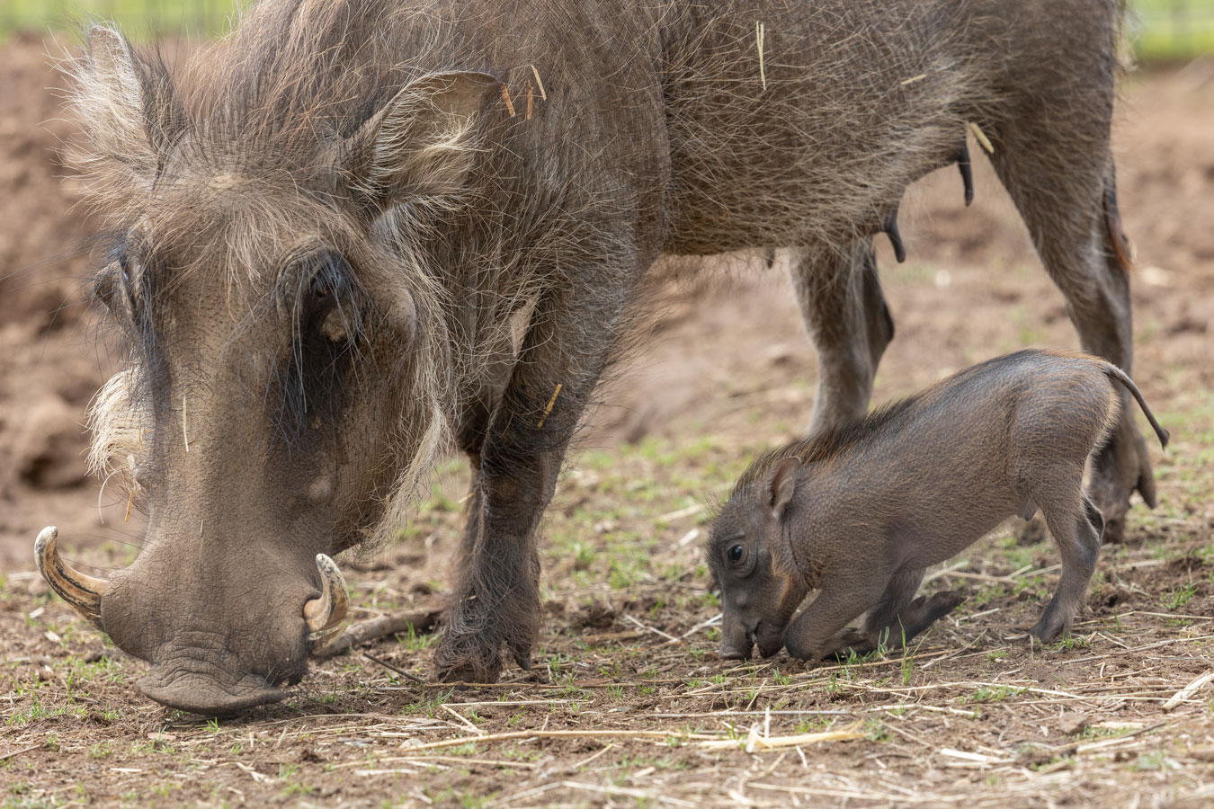 warthog-LR-5251 - Safari West