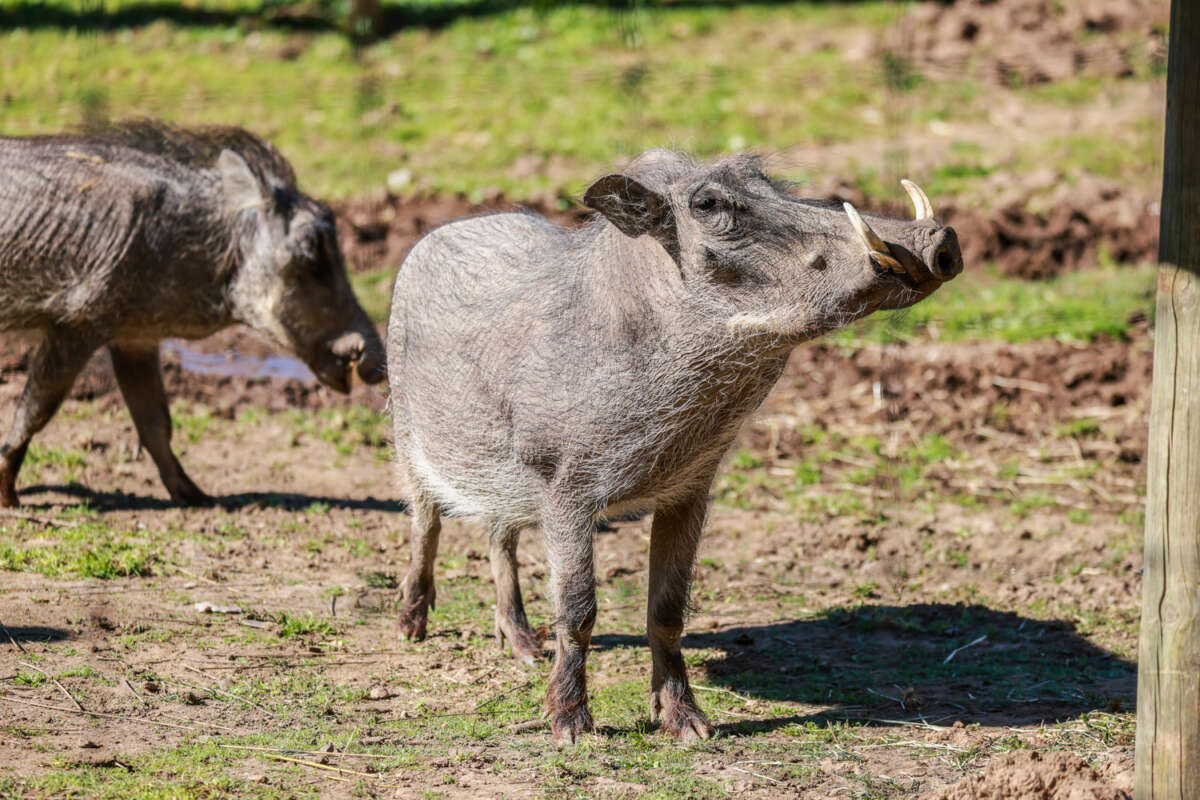 New Digs for our Warthogs - Safari West