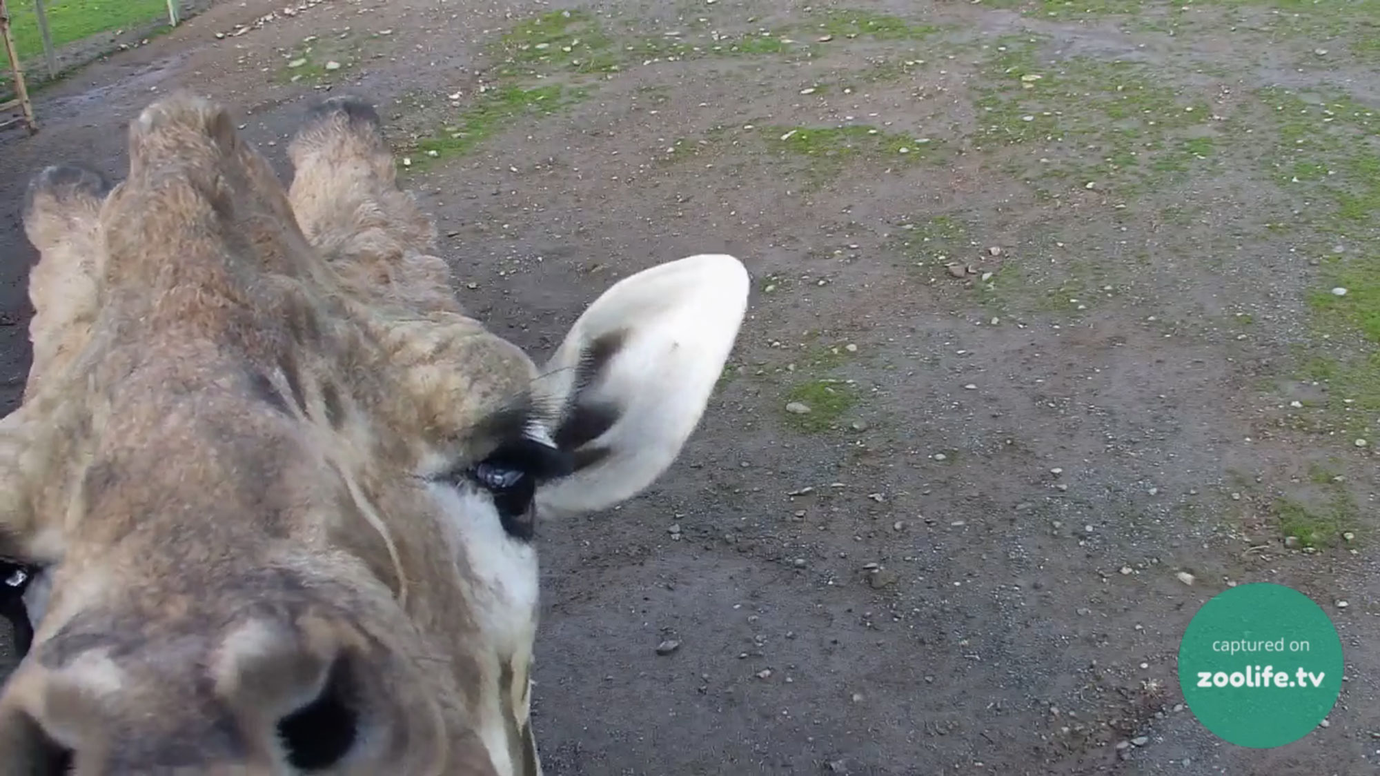 zoolife-blog-header-hero-image - Safari West